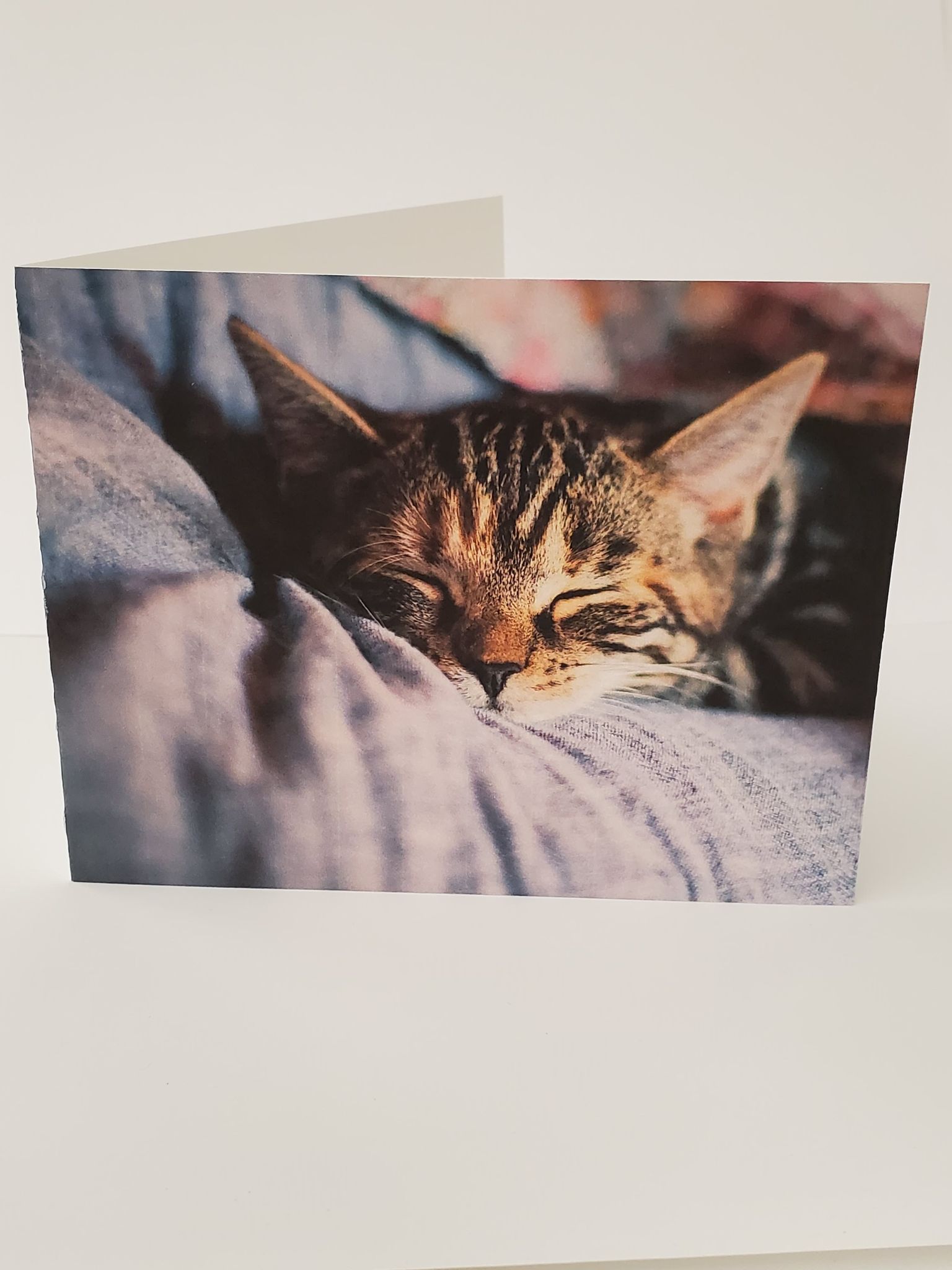 Cat Nap Card - JamBox